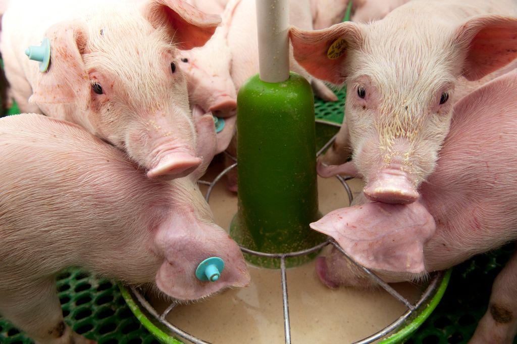 Thức Ăn Dành Cho Heo Con De Heus – Nguồn Dinh Dưỡng Vượt Trội Cho Heo Con