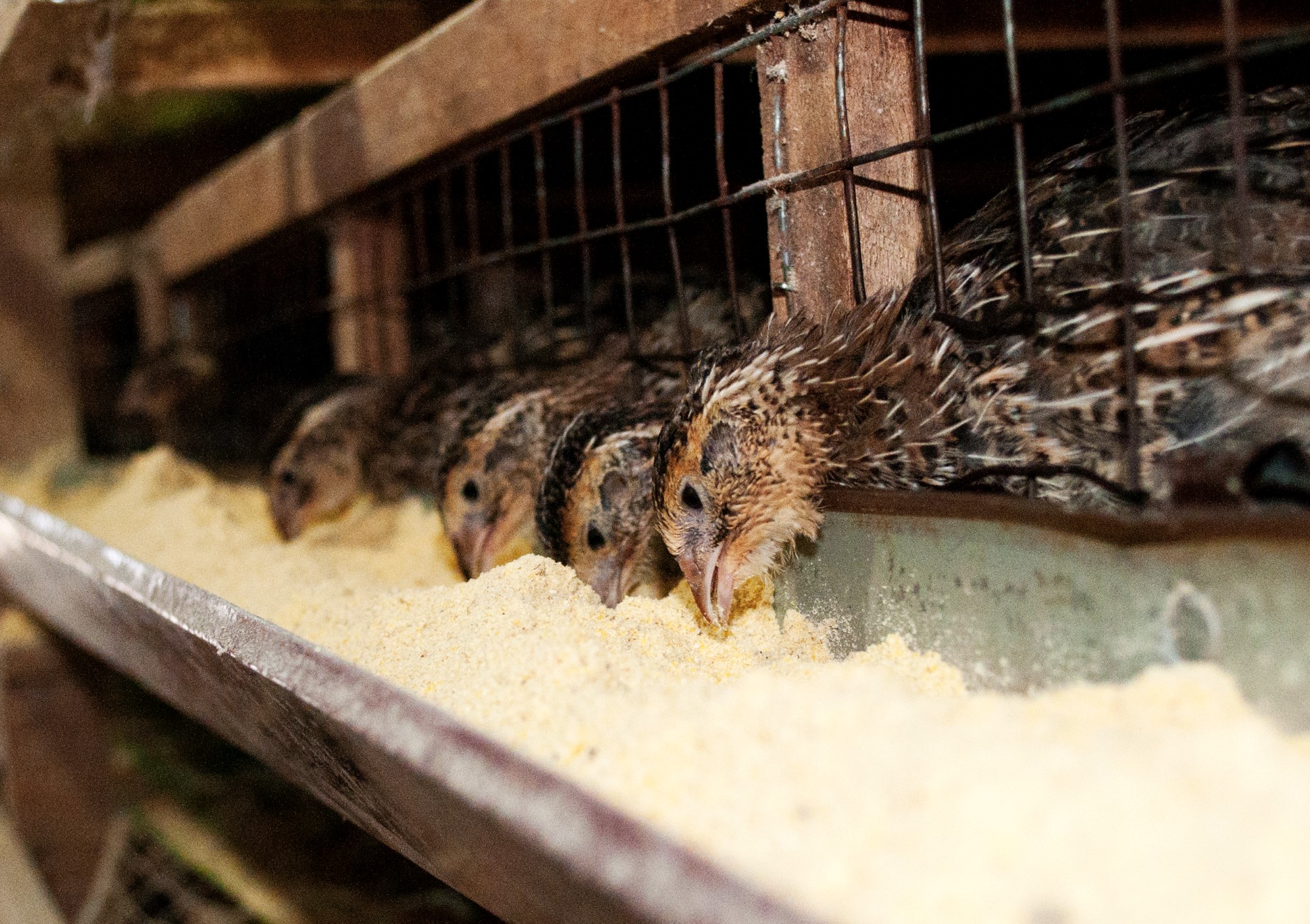 7790 - Thức ăn hỗn hợp cút đẻ