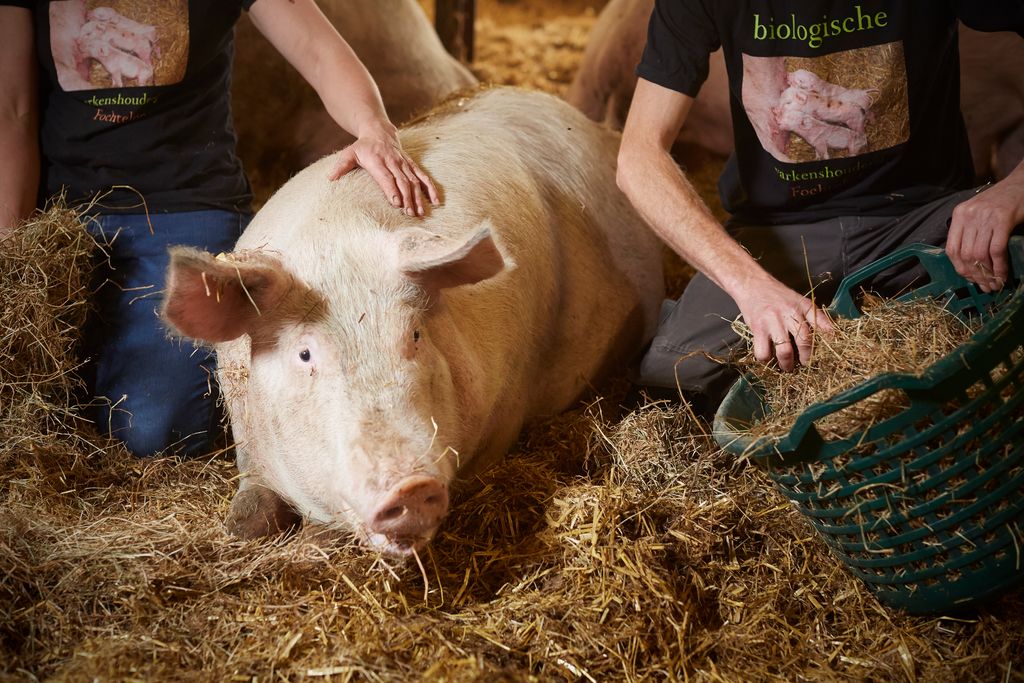 3060 - Thức ăn hỗn hợp heo nái nuôi con